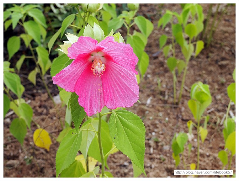[여름꽃]부용(부용화),취부용,땅부용,부용목연,목부용,미국부용,단풍잎부용,무궁화 닮은꽃 : 네이버 블로그