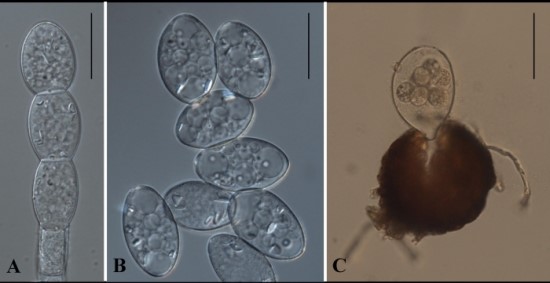 흰가루병, Erysiphe속, Sphaerotheca속, Podosphaera속의 병원균 구별 : 네이버 블로그