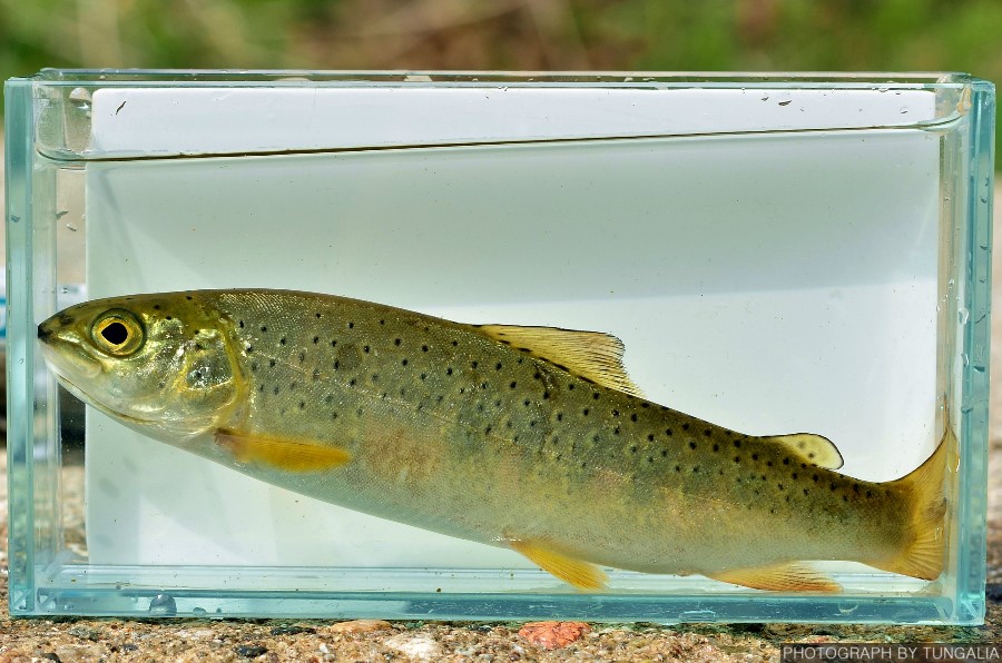열목어 Brachymystax lenok tsinlingensis (Li, 1966) - Manchurian trout ...