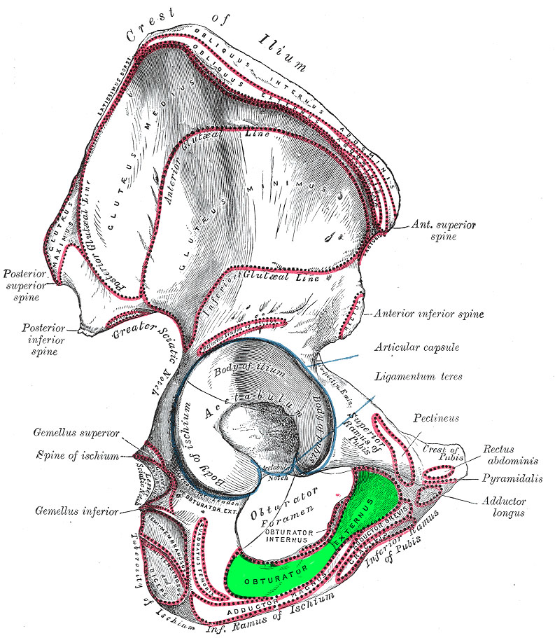 둔부(볼기)의 근육 5 - Obturator Externus 바깥폐쇄근 외폐쇄근(外閉鎖筋) : 네이버 블로그