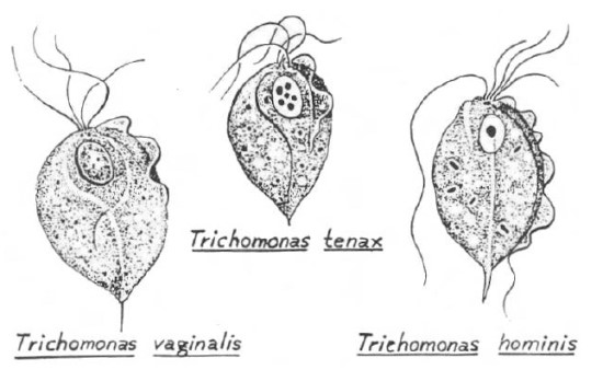 구강 트리코모나스(구강편모충, Trichomonas tenax) : 네이버 블로그