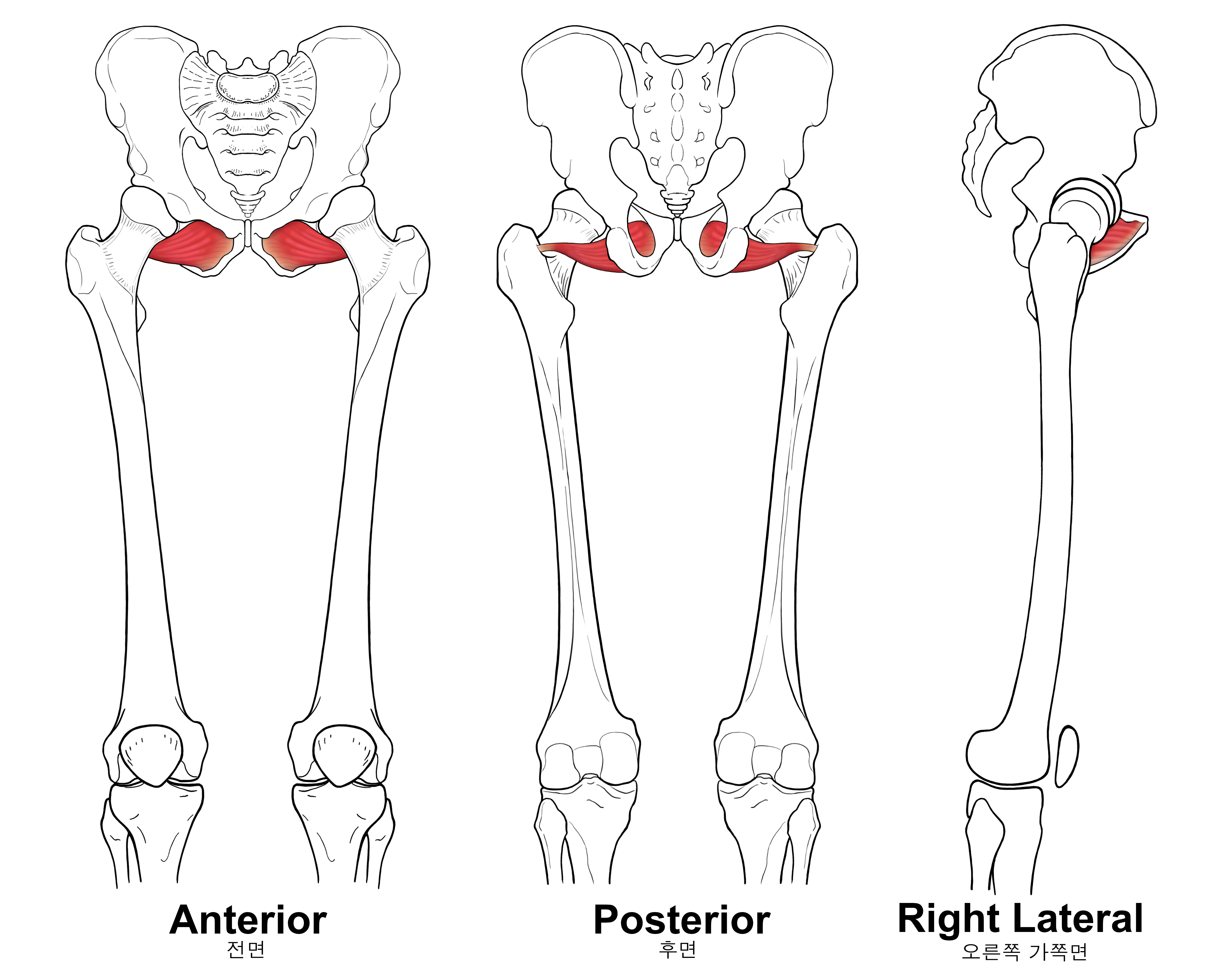 둔부(볼기)의 근육 5 - Obturator Externus 바깥폐쇄근 외폐쇄근(外閉鎖筋) : 네이버 블로그