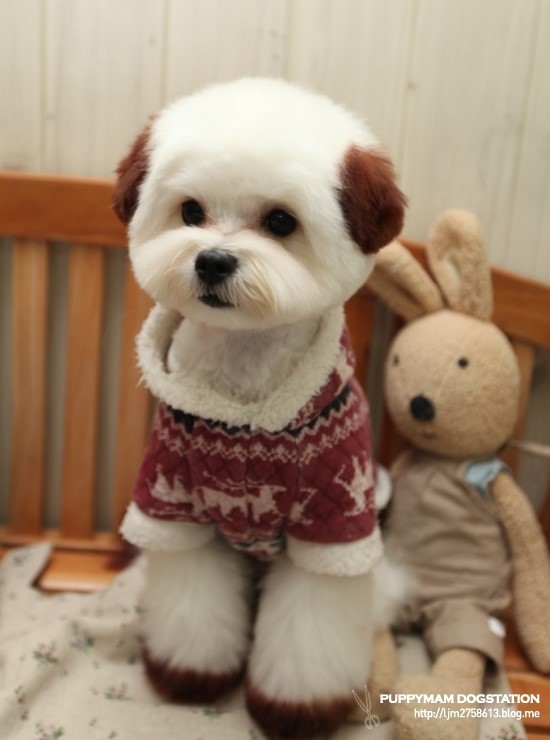 found some good asian/korean cut photos :) | Page 2 | Maltese Dogs ...