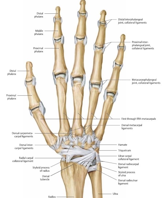손가락, 손관절의 해부학 : 네이버 블로그