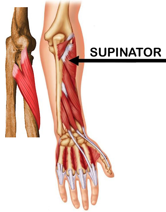 [근육이 만드는 인체의 움직임]아래팔 뒤침(forearm supination)-손뒤침근supinator, 위팔두갈래근biceps ...