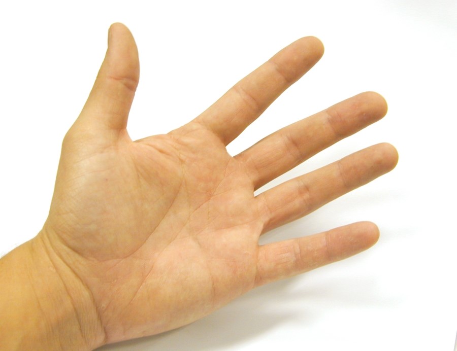 손의모양 (활동적인 신체부위) : 네이버 블로그
