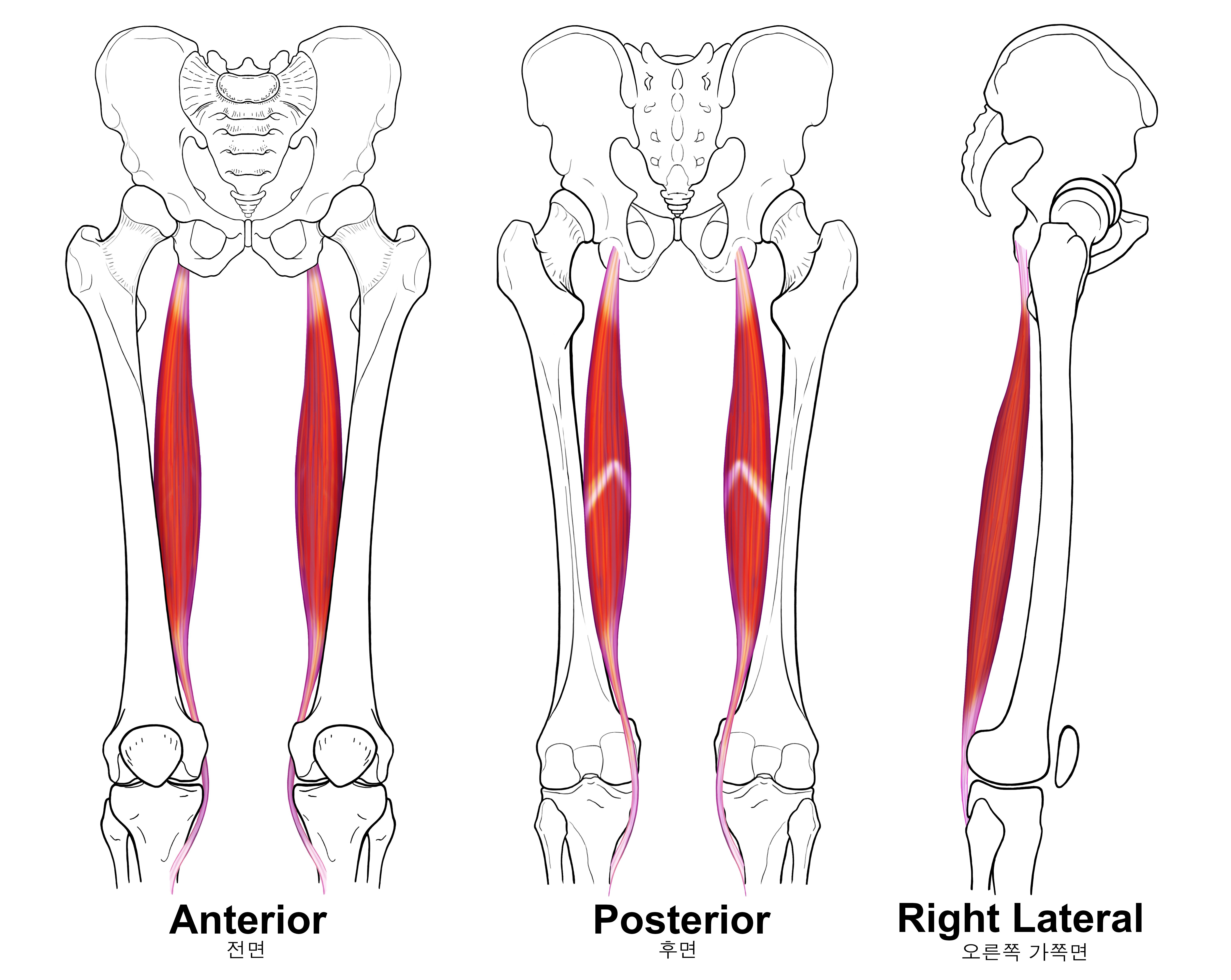 넙다리(대퇴)의 근육 15 - Semitendinosus 반힘줄근 반건상근(半腱狀筋) : 네이버 블로그