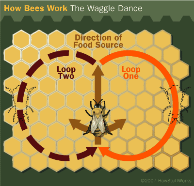꿀벌의 춤, 꿀벌춤언어 honey bee dance language 1663 : 네이버 블로그