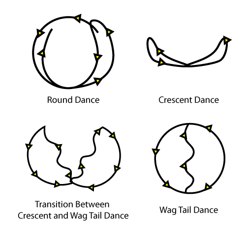 꿀벌의 춤, 꿀벌춤언어 honey bee dance language 1663 : 네이버 블로그