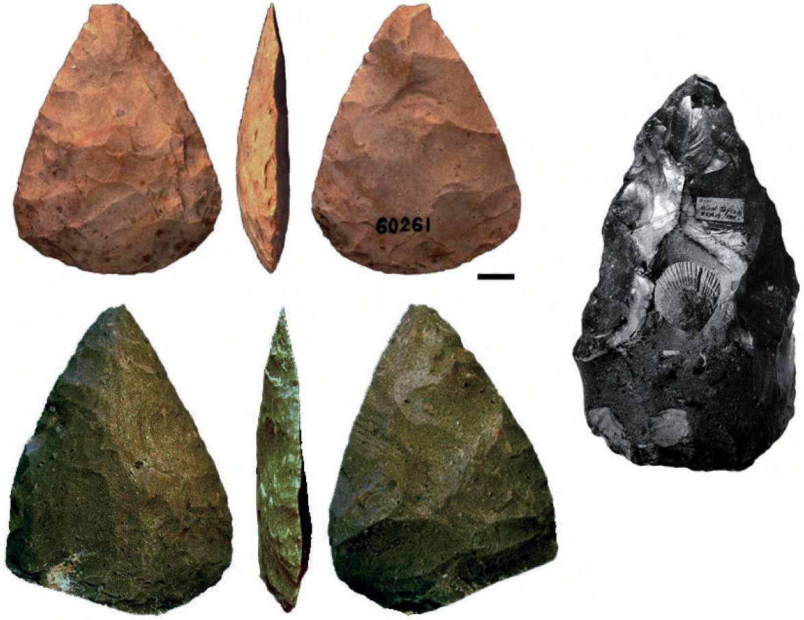 Homo neanderthalensis(호모 네안데르탈렌시스) : 네이버 블로그