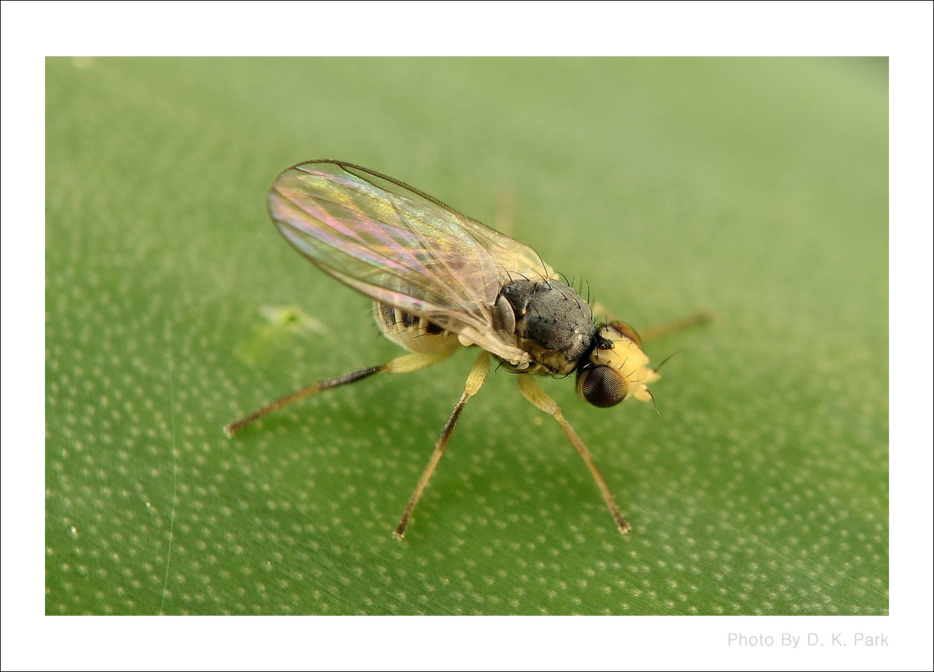 파굴파리( Liriomyza chinensis) - 대파 : 네이버 블로그