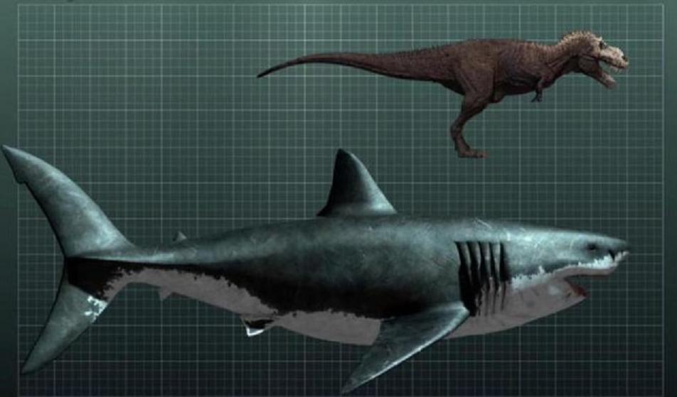 메갈로돈Megalodon에 대하여;역대 바다의 육식수왕肉食獸王;해수왕海獸王 : 네이버 블로그