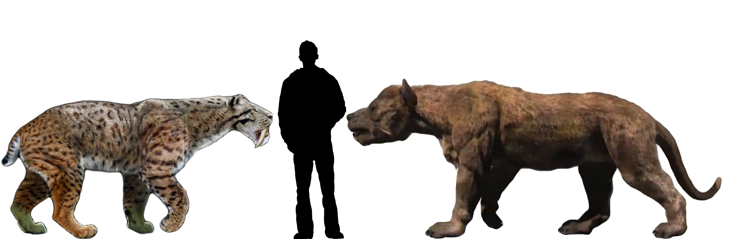 암피키온Amphicyon에 대하여; 암피키온 인겐스, 암피키온 마조르, Amphicyon ingens, Amphicyon ...