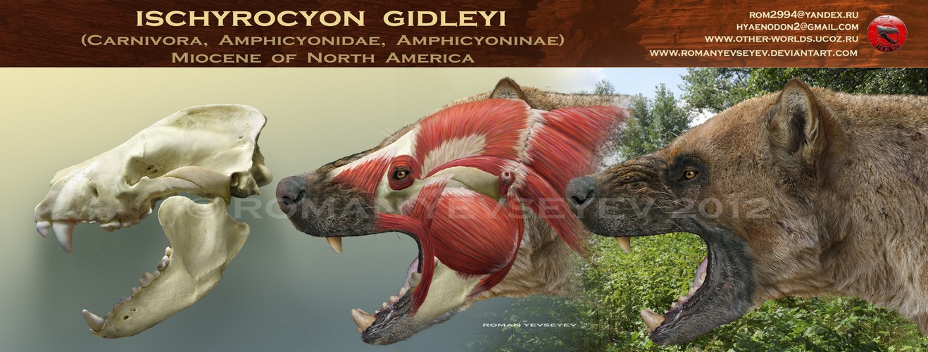 암피키온Amphicyon에 대하여; 암피키온 인겐스, 암피키온 마조르, Amphicyon ingens, Amphicyon ...