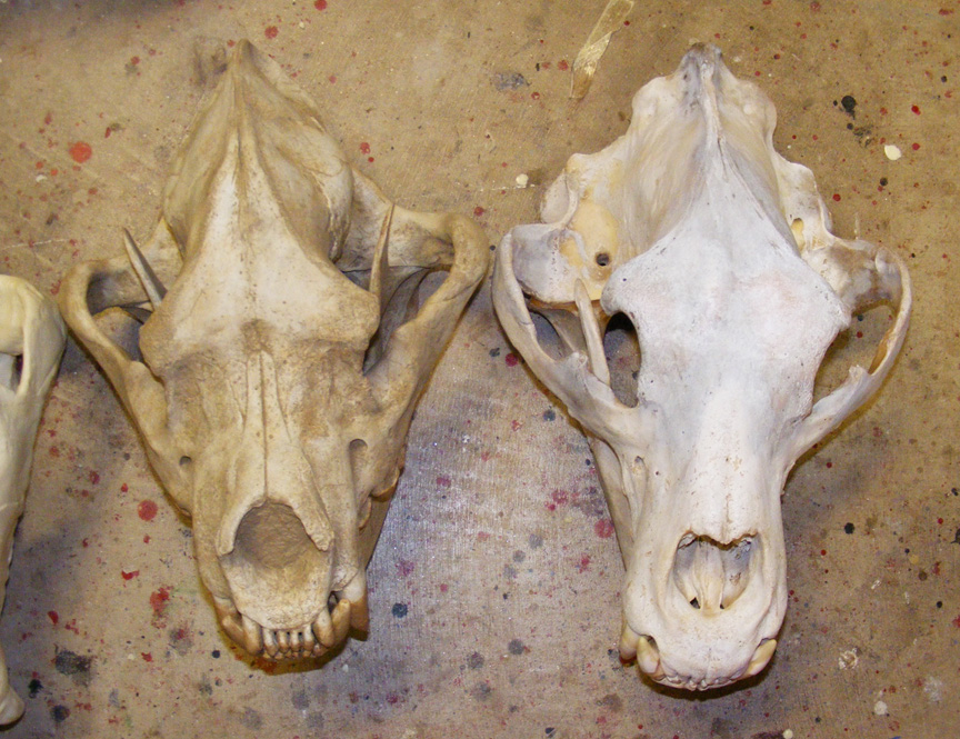 디노크로쿠타와 크레오돈타 맹수에 대하여 ;Dinocrocuta(디노크로쿠타), Creodonta, 히아이노돈(Hyaenodon ...