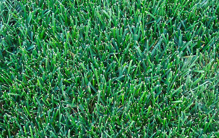 한지형 잔디 켄터키 블루그라스(Kentucky Bluegrass) : 네이버 블로그