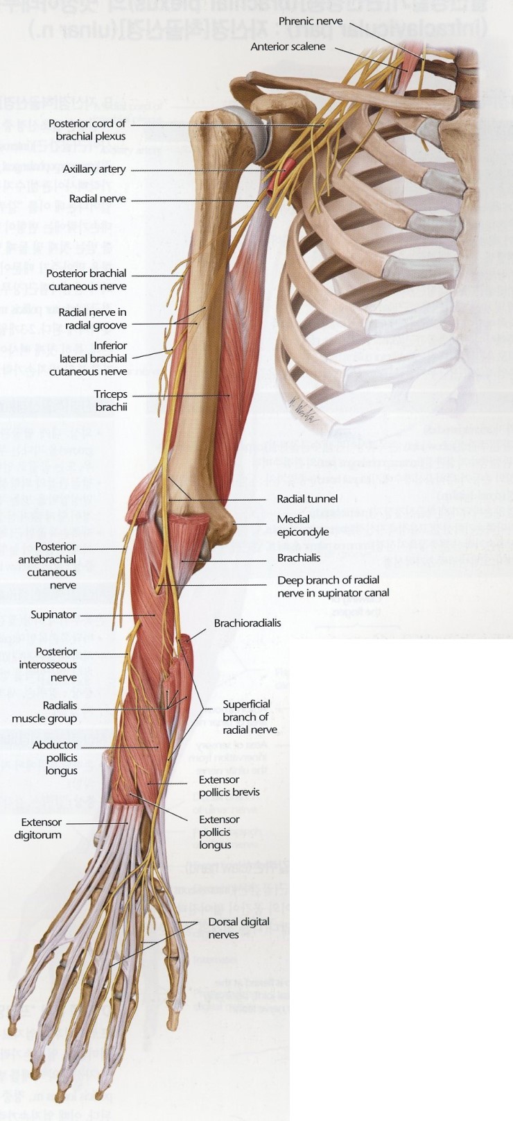 Radial nerve : 네이버 블로그