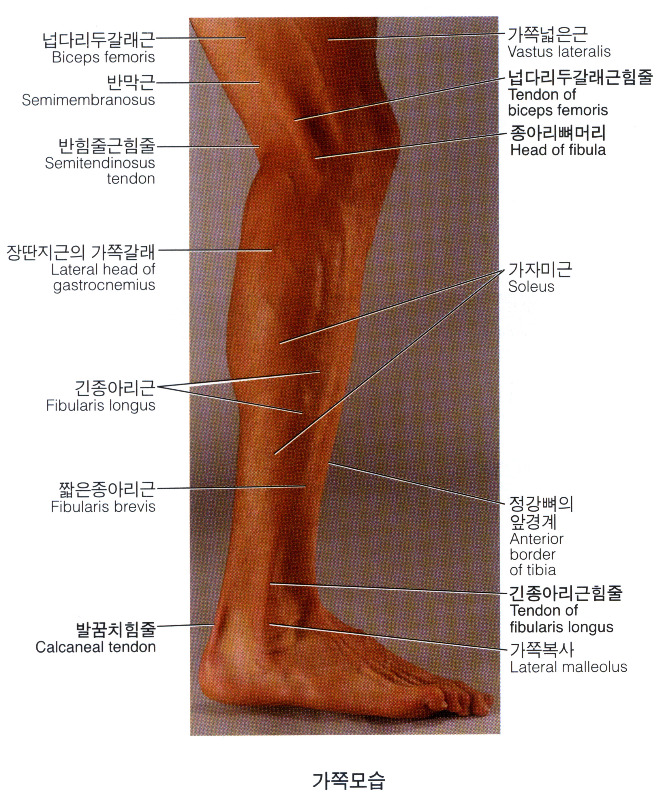 종아리(하퇴)의 근육 06 - Peroneus brevis, Fibularis brevis 짧은종아리근 단비골근(短腓骨筋 ...