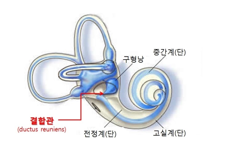[해부생리] 달팽이관 중간계(scala media)와 전정계(vestibular system) 구형낭(sacule)의 만남 ...