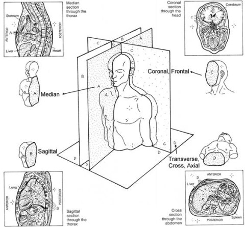 해부학 도입 - 해부학적 자세(Anatomical position) : 네이버 블로그