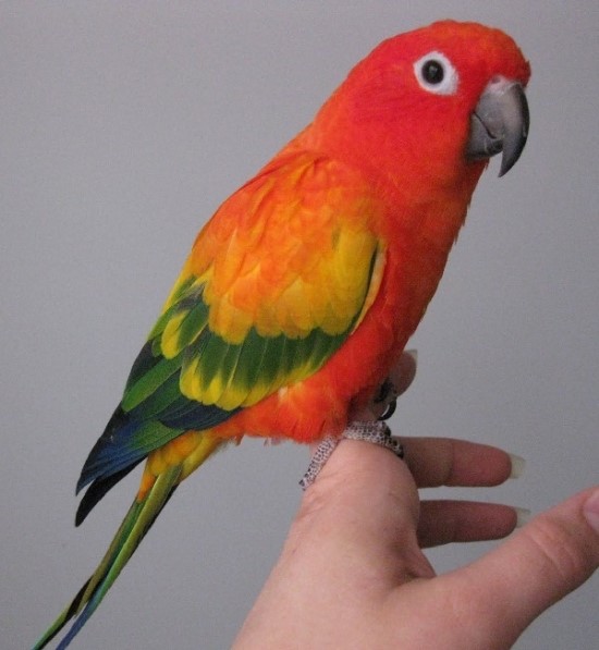 썬코뉴어(sun conure) : 네이버 블로그