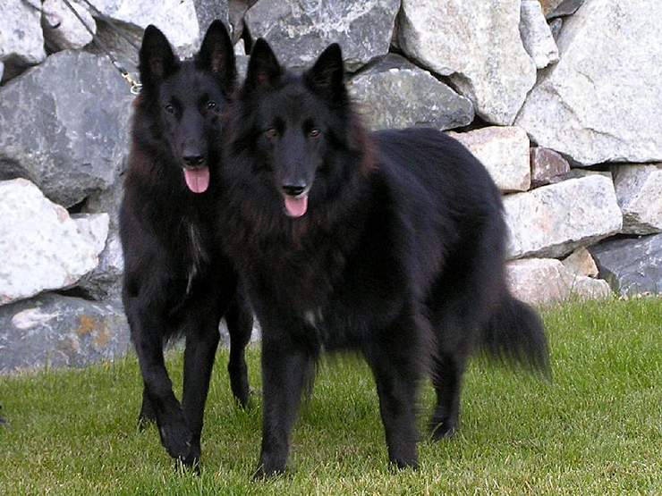 그로넨달 (Groenendael) : 네이버 블로그