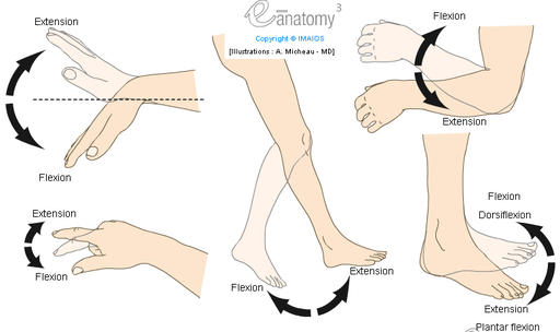 해부학적 자세와 움직임(Anatomical position& motion) : 네이버 블로그