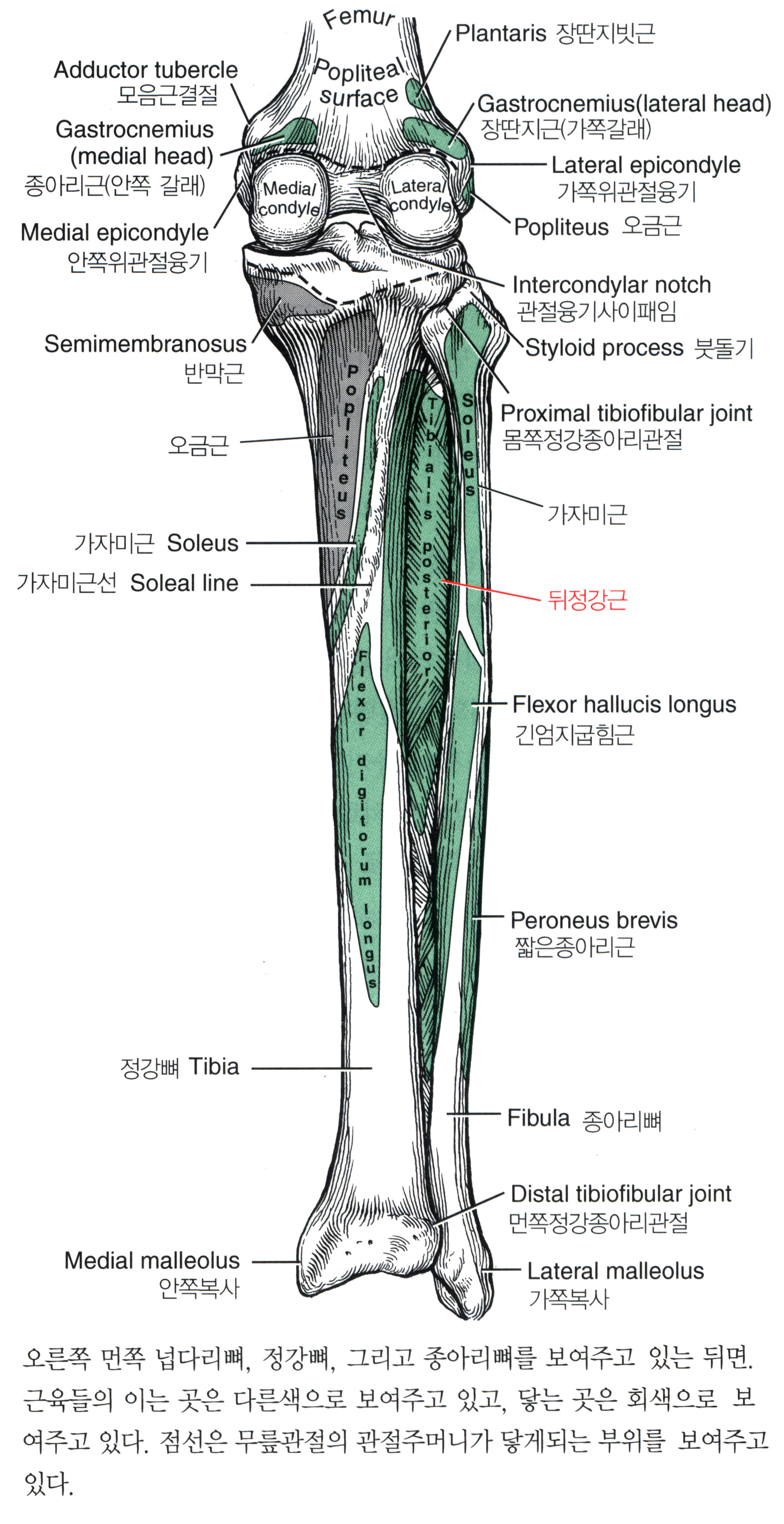 종아리(하퇴)의 근육 09 - Tibialis posterior 뒤정강근 후경골근(後脛骨筋) : 네이버 블로그