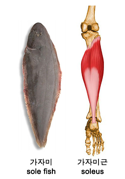 종아리(하퇴)의 근육 11 - Soleus 가자미근 비근(腓筋) : 네이버 블로그