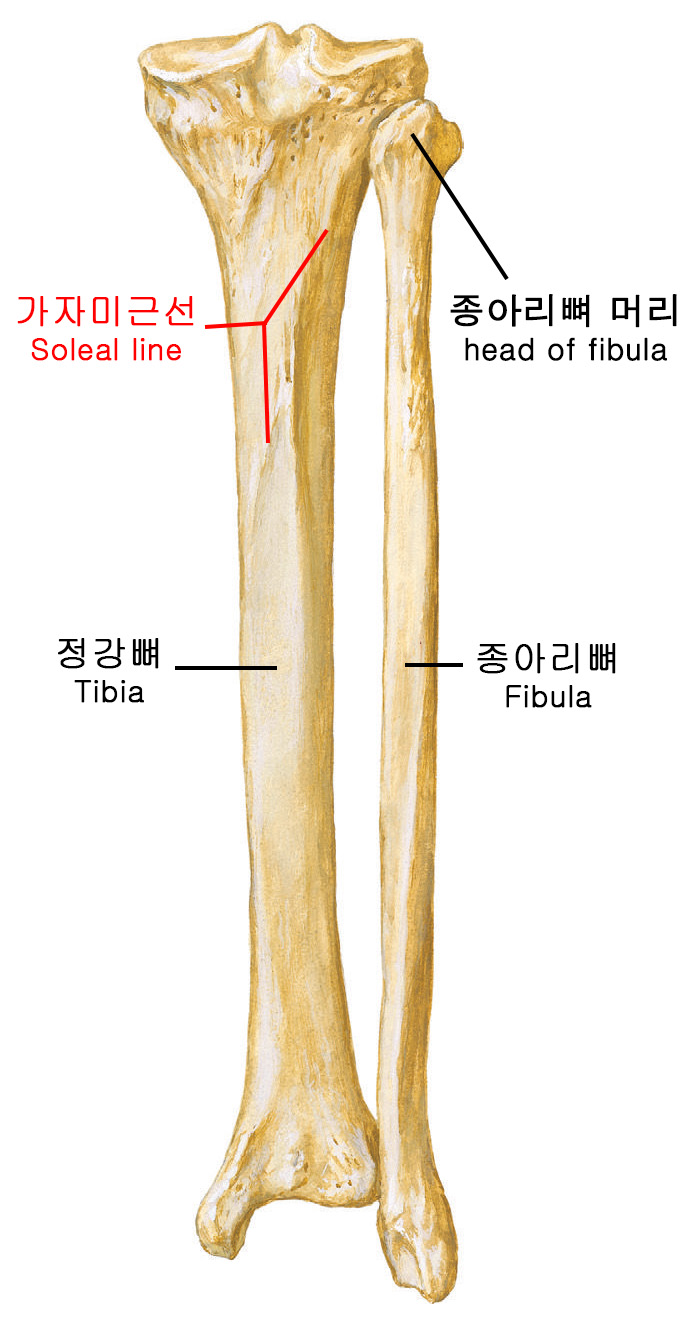 Soleal Line