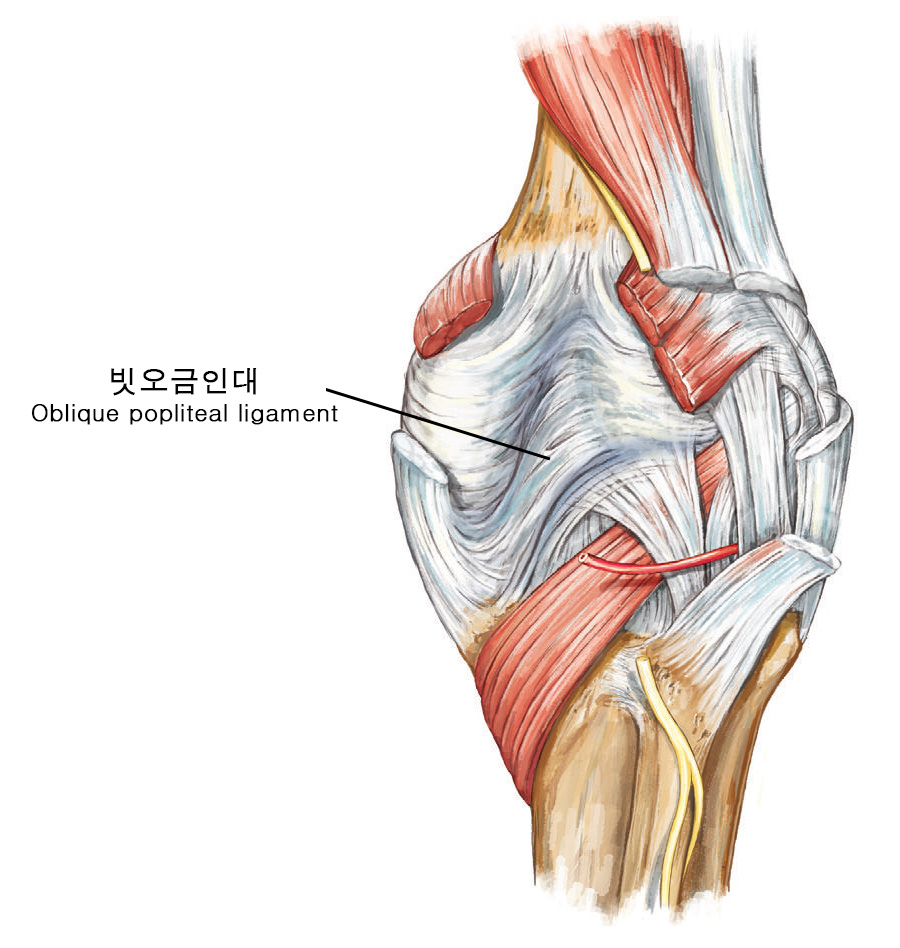 Oblique Popliteal Ligament Knee Joint | Anatomy.app