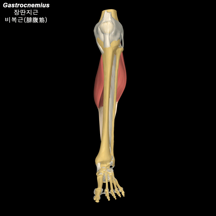 종아리(하퇴)의 근육 13 - Gastrocnemius 장딴지근 비복근(腓腹筋) : 네이버 블로그