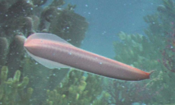 피카이아(Pikaia) - 피카이아의 특징은? : 네이버 블로그