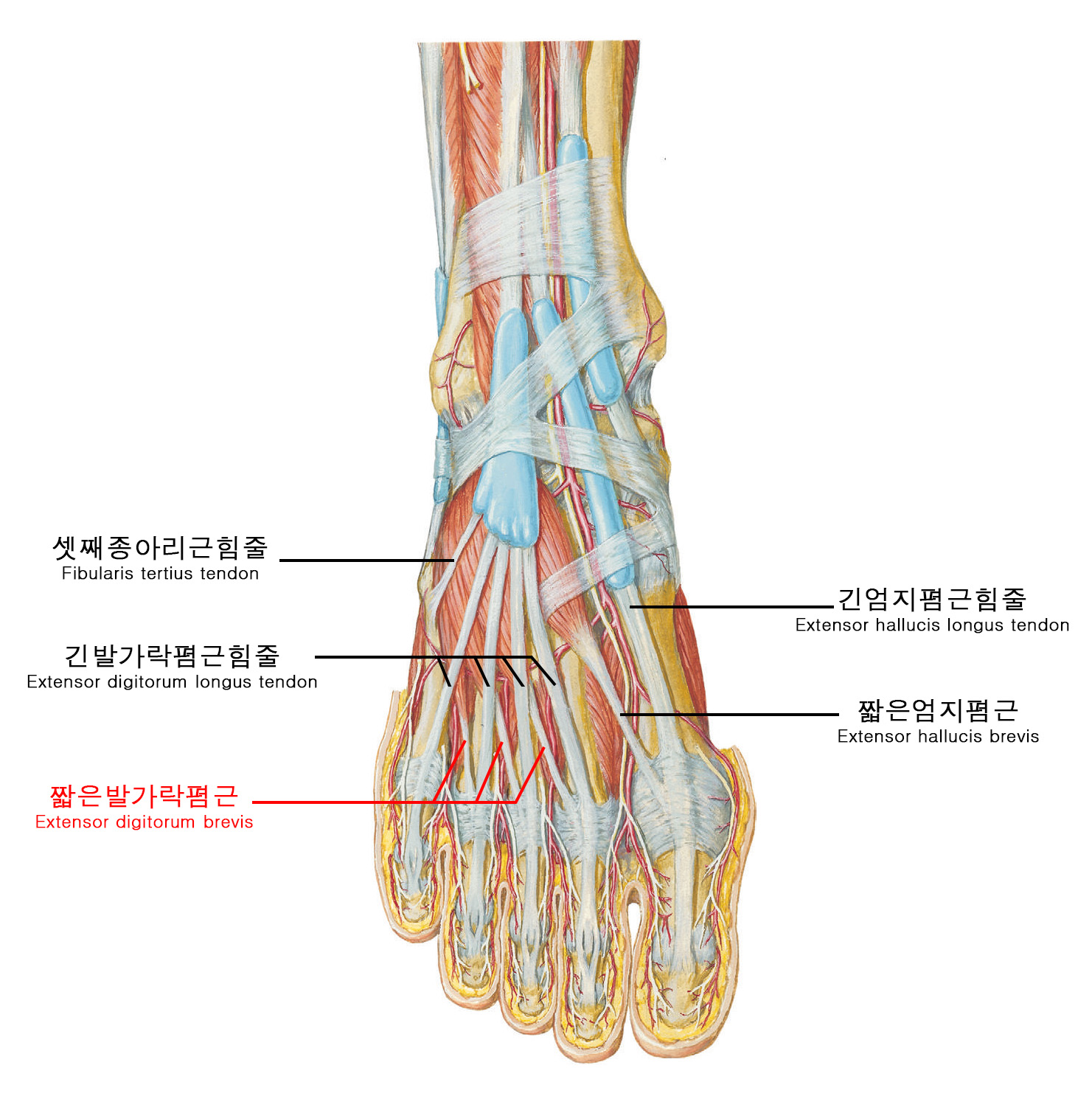 발(족부)의 근육 01 - Extensor digitorum brevis 짧은발가락폄근 단지신근(短趾伸筋) : 네이버 블로그