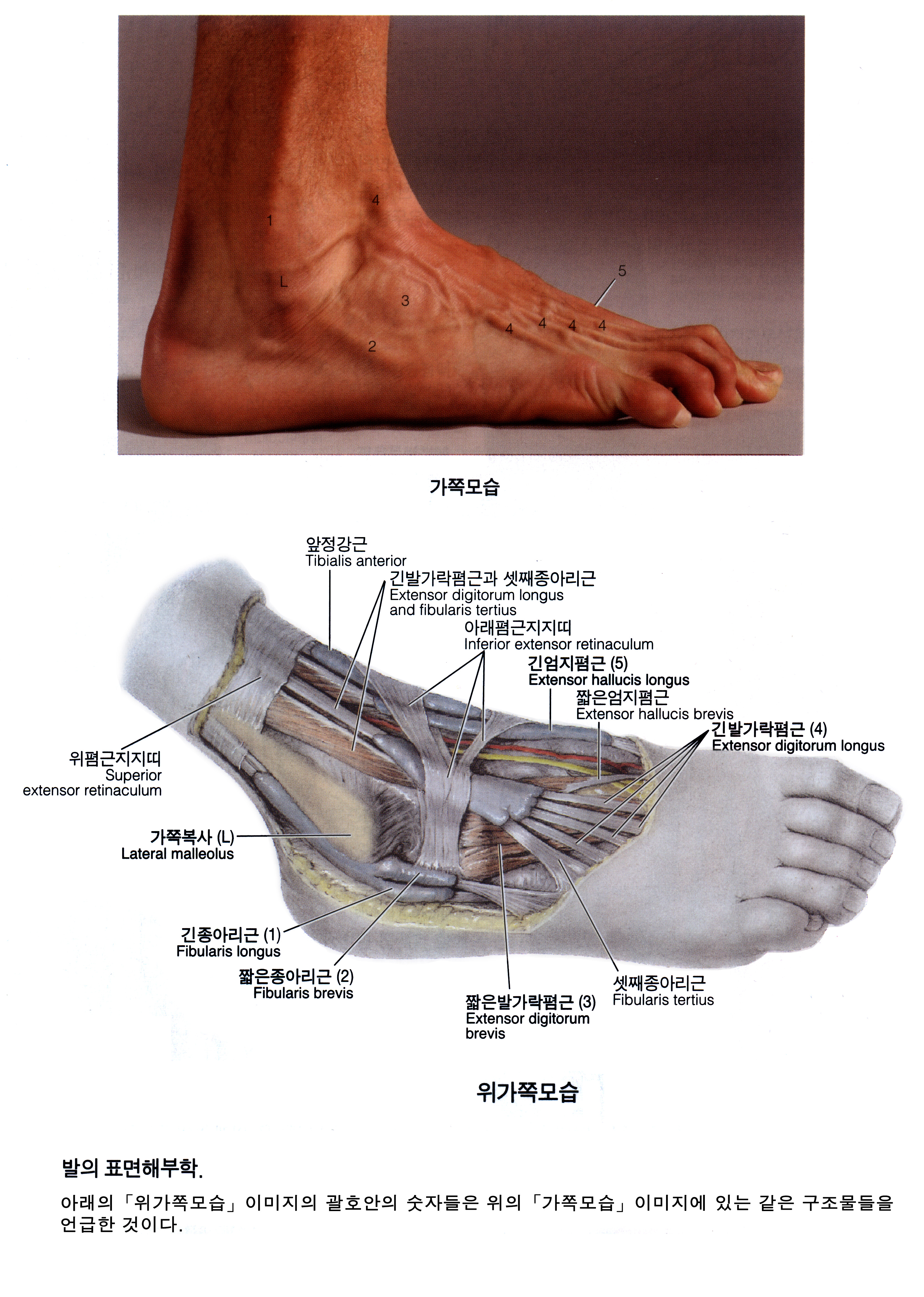 Extensor Hallucis Longus Palpation