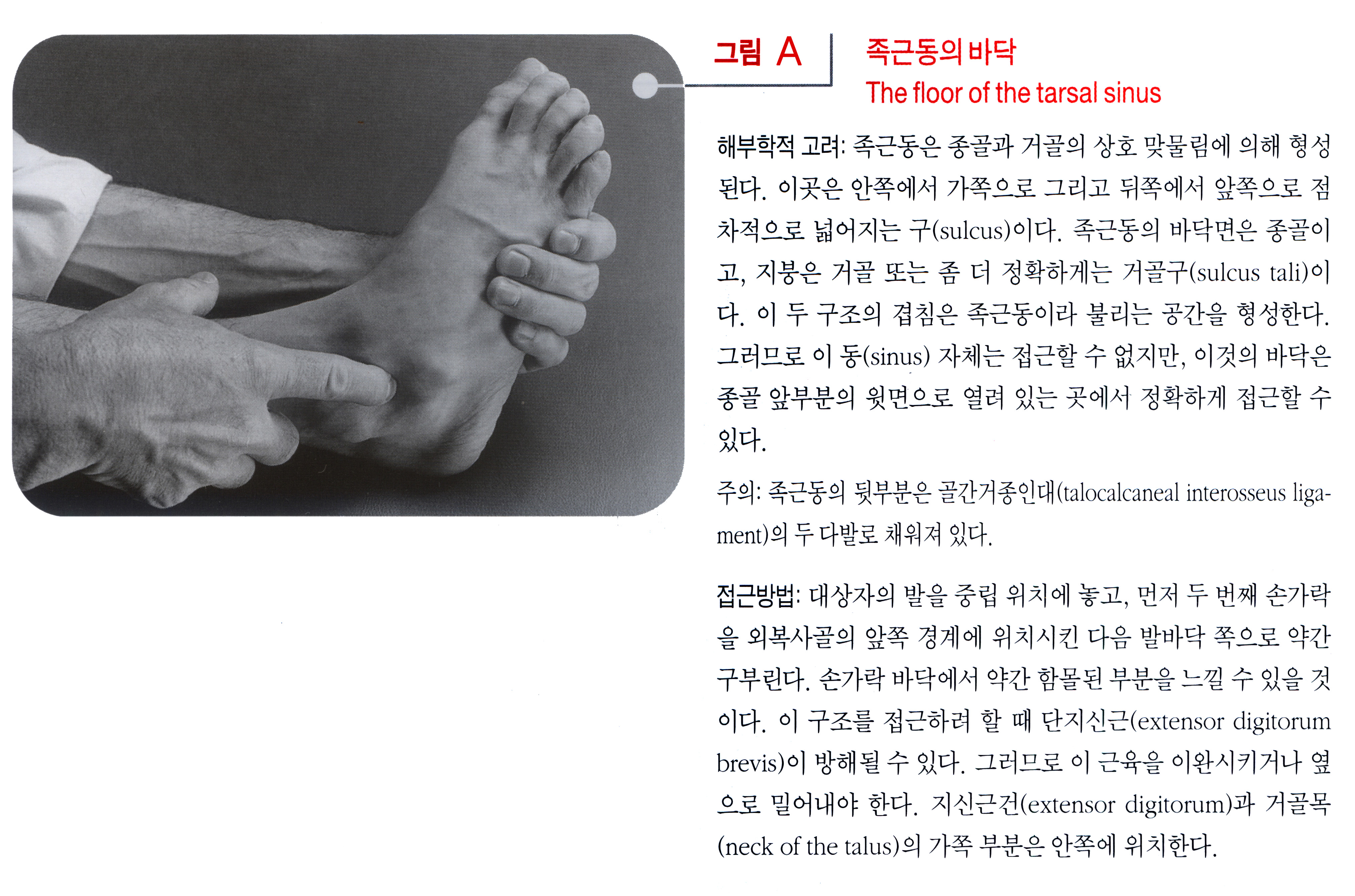 Extensor Hallucis Longus Palpation