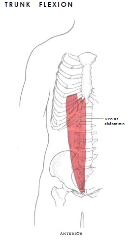 Manual Muscle Testing of the Trunk 6-2(Flexion of the Trunk)/ : 네이버 블로그
