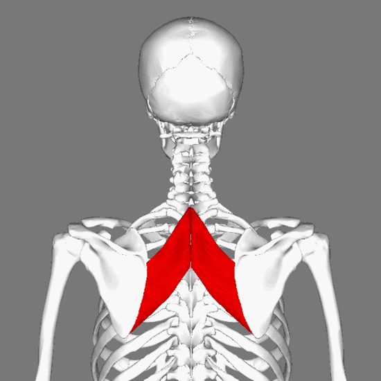 [기능해부학] 5. Rhomboid major, Rhomboid minor(큰마름근, 작은마름근) : 네이버 블로그