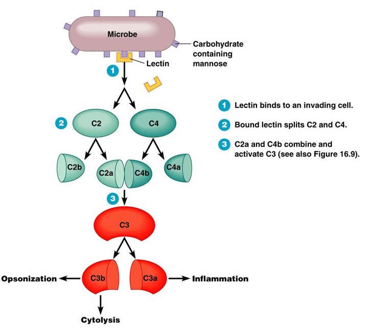 우리 몸을 지키는 면역 인자 - 5. 보체계(Complement System) : 네이버 블로그