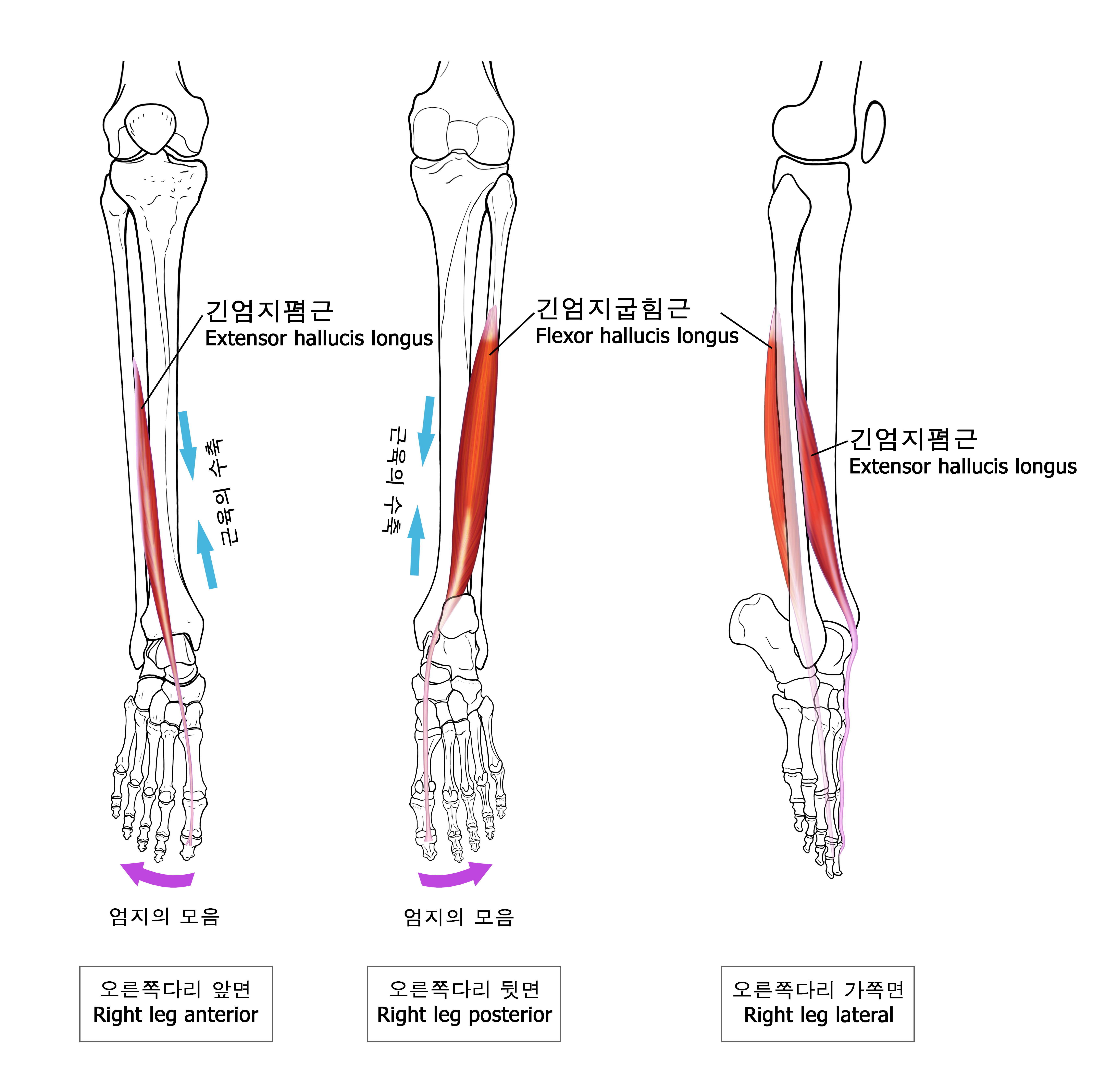 종아리(하퇴)의 근육 02 - Extensor hallucis longus 긴엄지폄근 장무지신근(長拇趾伸筋) : 네이버 블로그