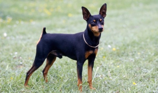 미니어쳐 핀셔(Miniature Pinscher) : 네이버 블로그