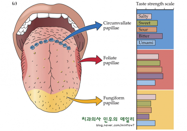 혀의 맛, 혀의 구조 / 혀의 맛지도의 허구 : 네이버 블로그