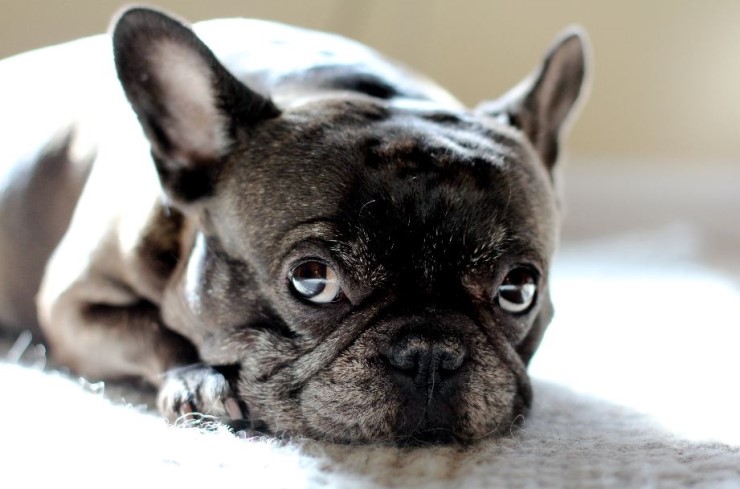 [강아지 종류] 프렌치 불독 성격과 특징 및 키우기 [프렌치 불도그/프렌치 불독 역사/프렌치불독 보스턴테리어 차이점] : 네이버 블로그