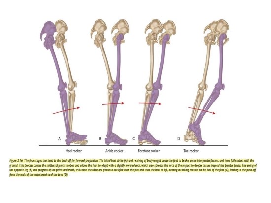 보행분석(gait analysis), ankle rocker에 대해서 : 네이버 블로그