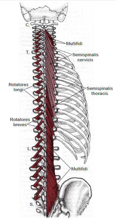 [체간] 7.척추기립근 ( Thoracolumbar paraspinal muscle) : 네이버 블로그