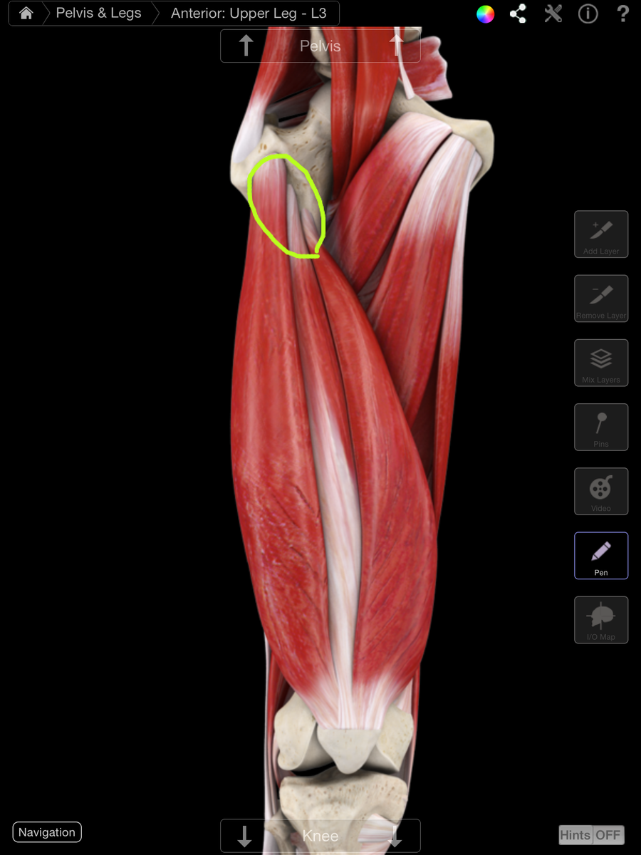 Two joint muscle인 넙다리곧은근(Rectus femoris) /대퇴직근 : 네이버 블로그
