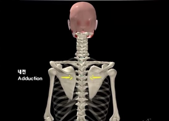 견갑골의 8가지 움직임(Scapula movements) : 네이버 블로그