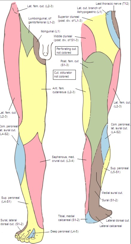nerves of inguinal region : 네이버 블로그