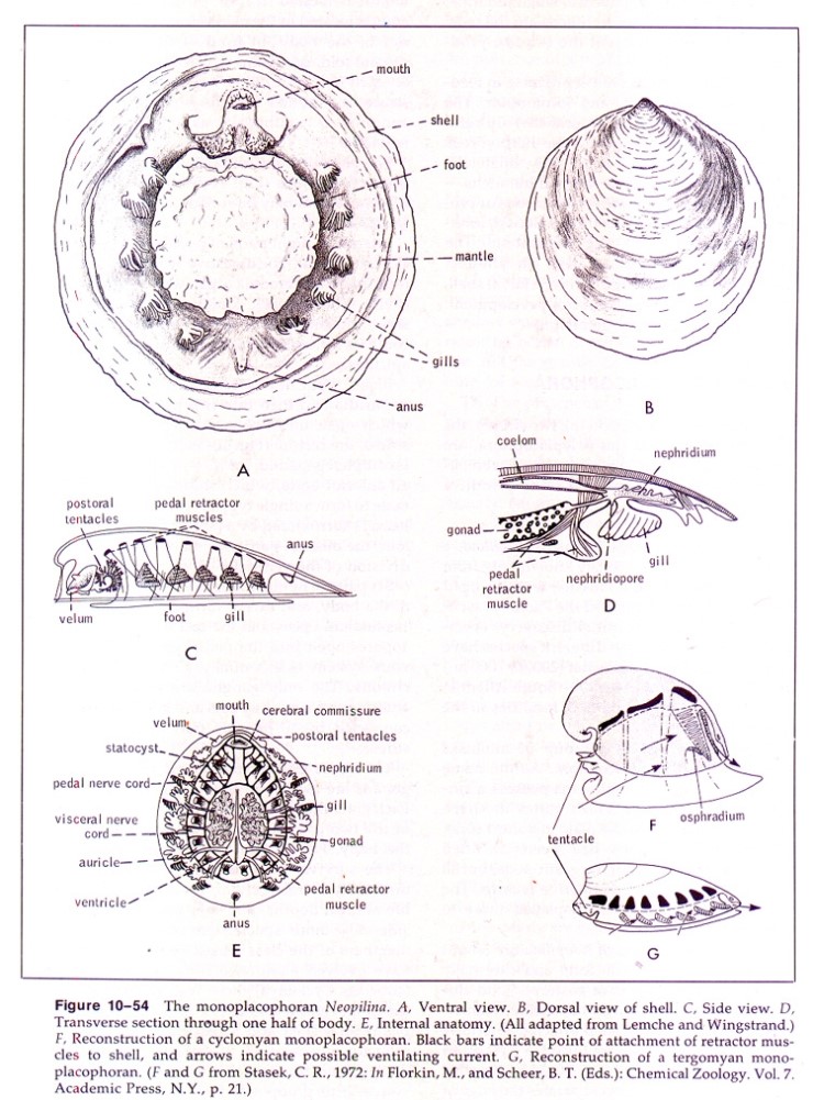 살아있는 화석,고생대 생물- 네오필리나(Neopilina) : 네이버 블로그