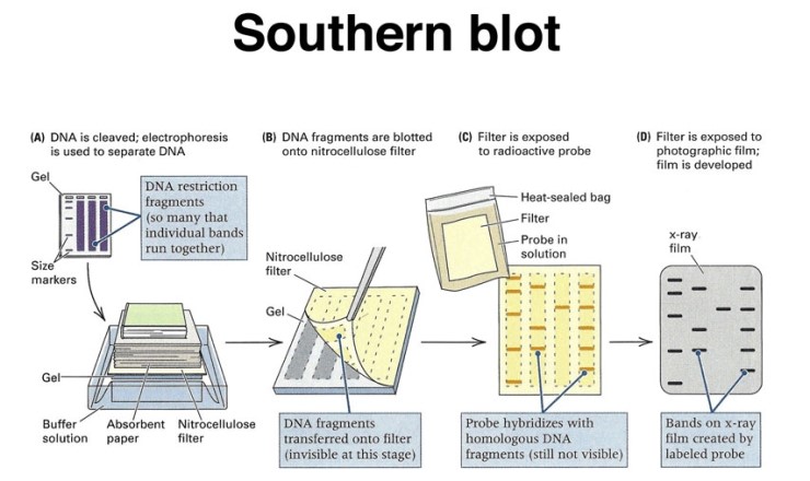 Southern blot, Northern blot, Western blot : 네이버 블로그
